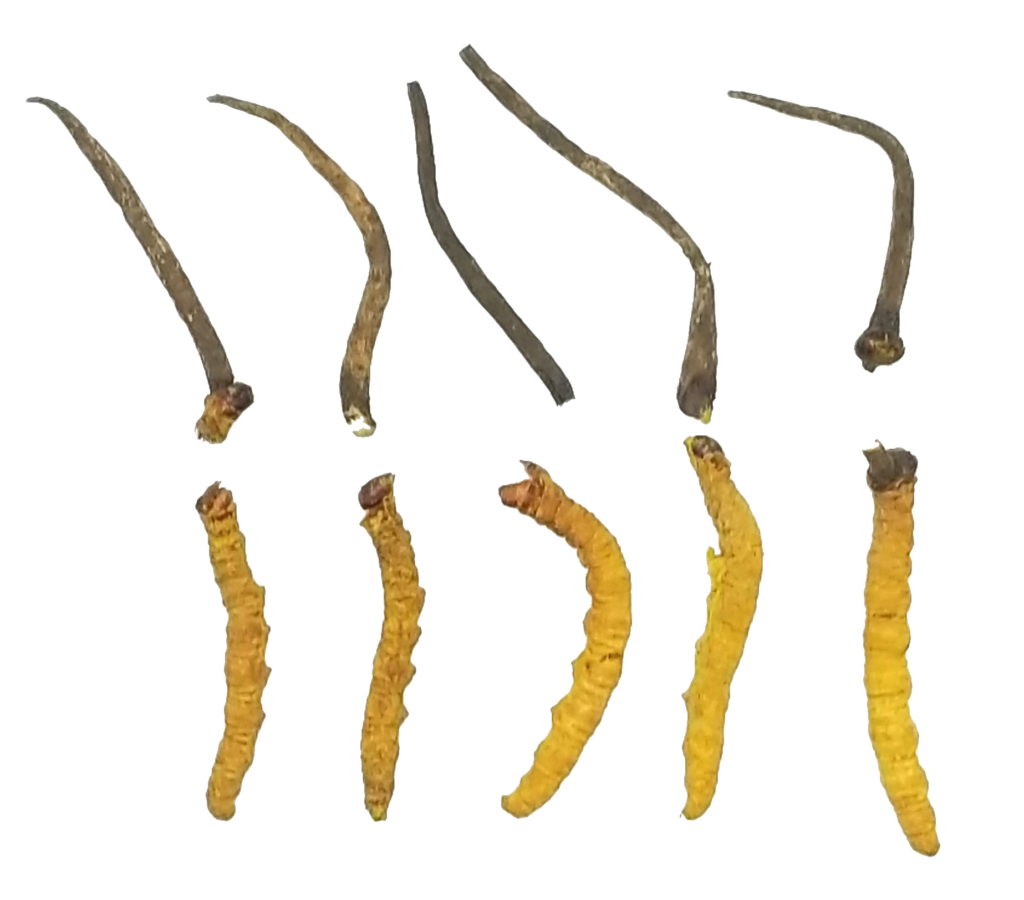 10:1 High Potency Organic Cordyceps Dual Extract – GinsengStoreandMore